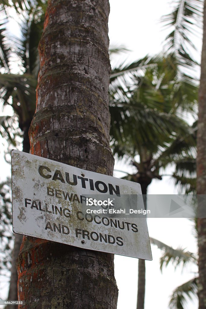 Caution Falling Coconuts Stock Photo - Download Image Now - Coconut ... Caution Falling Coconuts Stock Photo - Download Image Now - Coconut ...