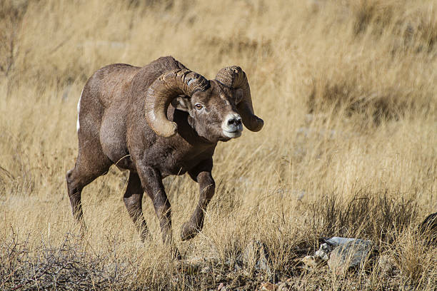 170+ Bighorn Sheep Running Stock Photos, Pictures & Royalty-Free Images ... 170+ Bighorn Sheep Running Stock Photos, Pictures & Royalty-Free Images ...