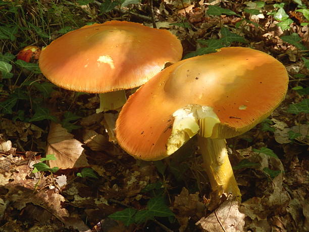 Free picture: American slender Caesar mushroom (Amanita jacksonii) in ...