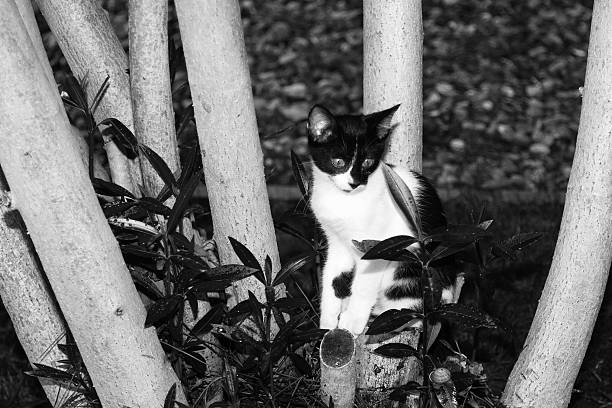 Free picture: Monochrome photograph of tabby cat on tree trunk