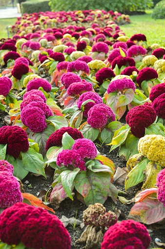 Celosia Cristata 꽃 또는 심홍색 콕스콤 꽃 0명에 대한 스톡 사진 및 기타 이미지 0명 2015년 꽃 꽃의