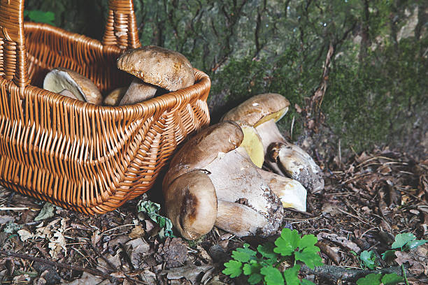 Free picture: white mushrooms, cut, tree trunk, forest
