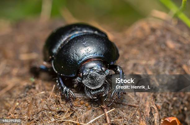 Dor 딱정벌레 Geotrupidae On 말 배설물 0명에 대한 스톡 사진 및 기타 이미지 0명 2015년 가까운