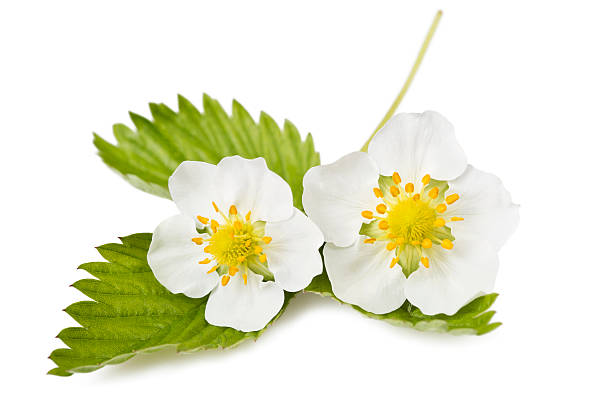 Strawberry Flower Pictures | Download Free Images on Unsplash
