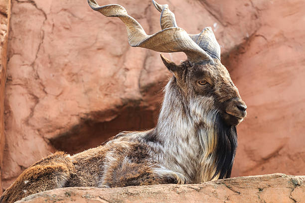 Markhor Pictures | Download Free Images on Unsplash