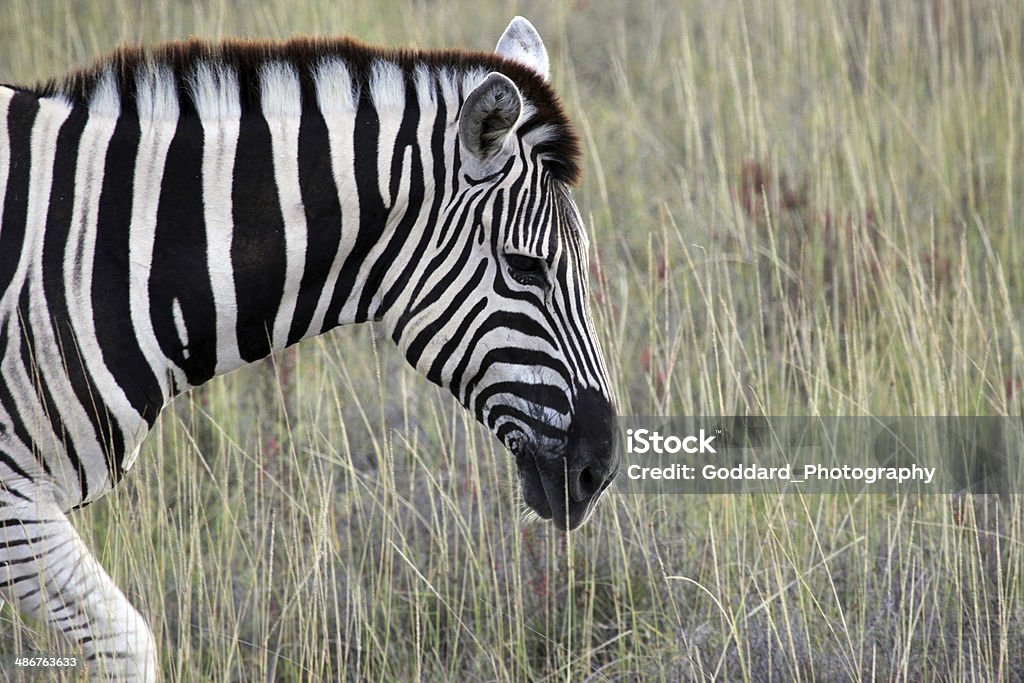 키리바티 Zebra 에서 에토샤 국립 공원 0명에 대한 스톡 사진 및 기타 이미지 0명 나미비아 사진 이미지 Istock