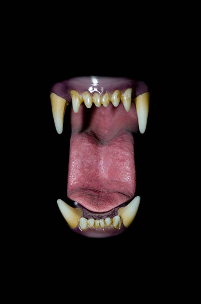 Fangs Pictures | Download Free Images on Unsplash