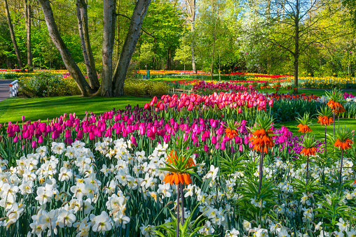 Tavaszi Virágok Egy Parkban Témájú Stock Fotó Kép Letöltése Most Keukenhof Díszkert