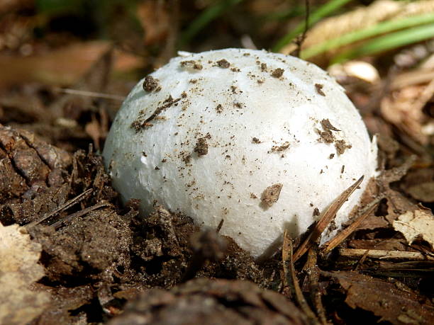 Free picture: American slender Caesar mushroom (Amanita jacksonii) in ...