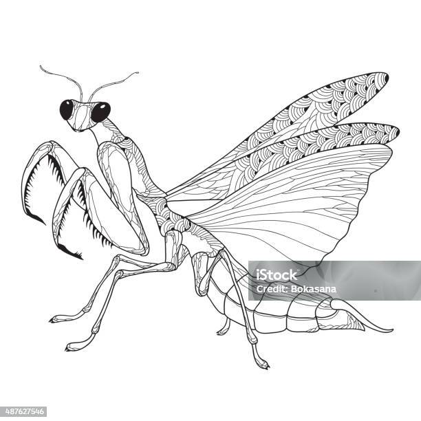 Mantis Religiosa 또는 사마귀 바탕에 흰색 배경 사마귀 곤충에 대한 스톡 벡터 아트 및 기타 이미지 사마귀 곤충