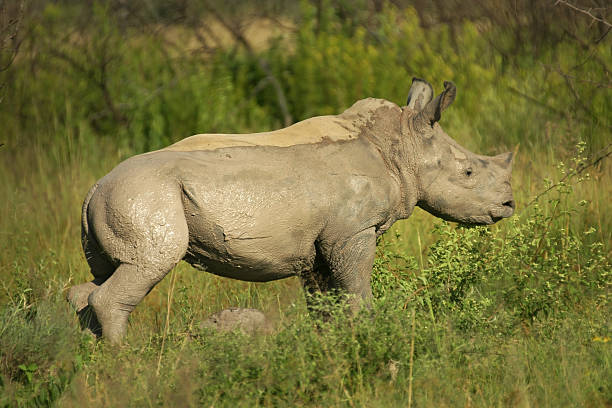 30+ Southern White Rhino Baby Stock Photos, Pictures & Royalty-Free ... 30+ Southern White Rhino Baby Stock Photos, Pictures & Royalty-Free ...