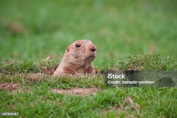 Groundhog 우드척 다람쥐에 대한 스톡 사진 및 기타 이미지 우드척 다람쥐 땅다람쥐 구멍 Istock