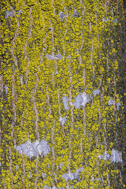 Tronco De Arbol Pictures | Download Free Images on Unsplash