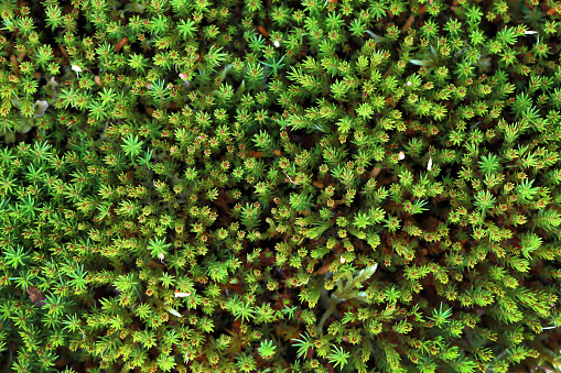 Polytrichum 코뮌 0명에 대한 스톡 사진 및 기타 이미지 0명 2015년 녹색 Istock
