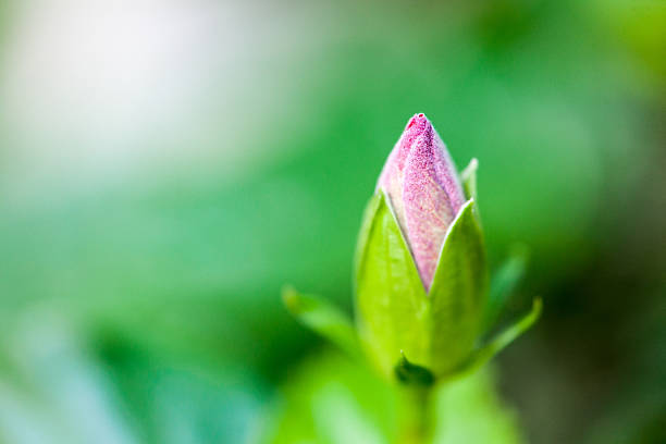 Free Stock Photo of Vibrant green leaves with budding flower | Download ...