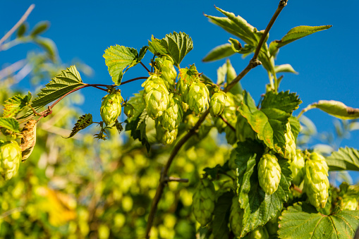 Humulus Lupulus 공통접지 홉 홉 0명에 대한 스톡 사진 및 기타 이미지 0명 2015년 가지별 꽃송이