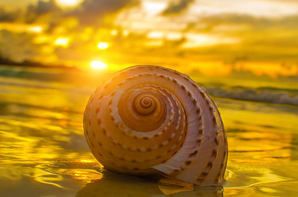 Spiral Shell Pictures | Download Free Images on Unsplash