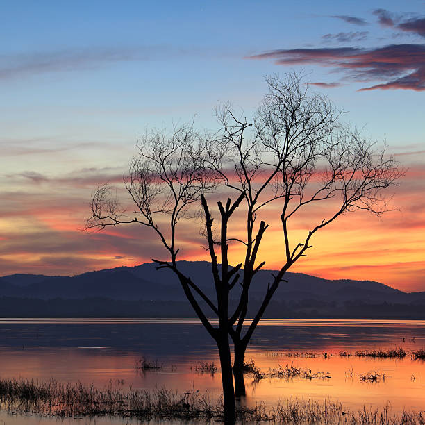 Free Stock Photo of Serene Landscape - Dead Tree Reflected on Lake at ...