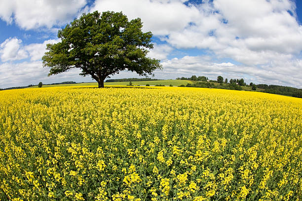 200,000+ Free Mustard Tree & Mustard Images - Pixabay