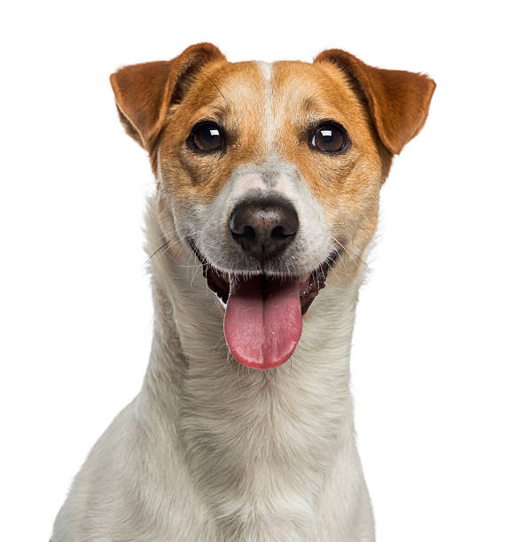30k+ Dog Face Pictures | Download Free Images on Unsplash
