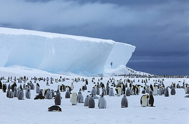 160+ Emperor Penguin Colony Stock Photos, Pictures & Royalty-Free ... 160+ Emperor Penguin Colony Stock Photos, Pictures & Royalty-Free ...
