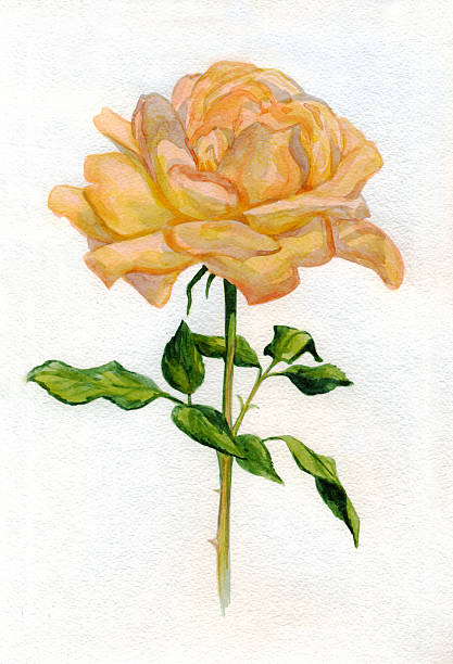Free Stock Photo of Yellow Tea Rose | Download Free Images and Free ...
