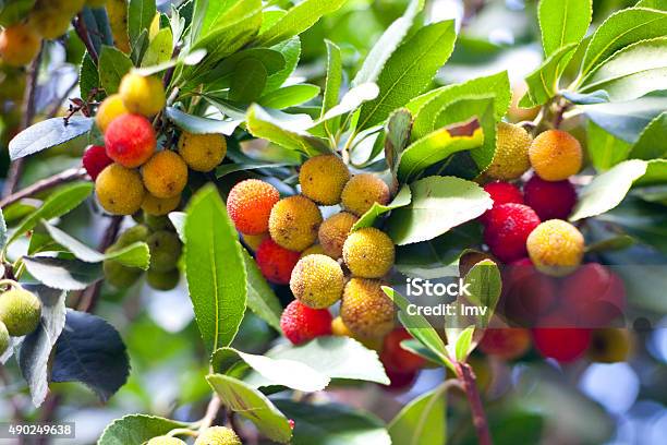 Arbutus Unedo 스트로우베리 로세아 0명에 대한 스톡 사진 및 기타 이미지 0명 2015년 가을 Istock