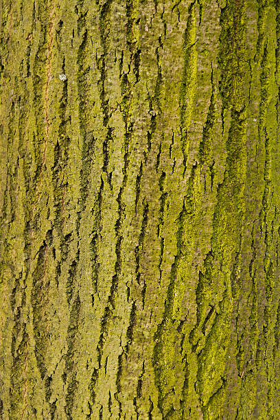 Tronco De Arbol Pictures | Download Free Images on Unsplash