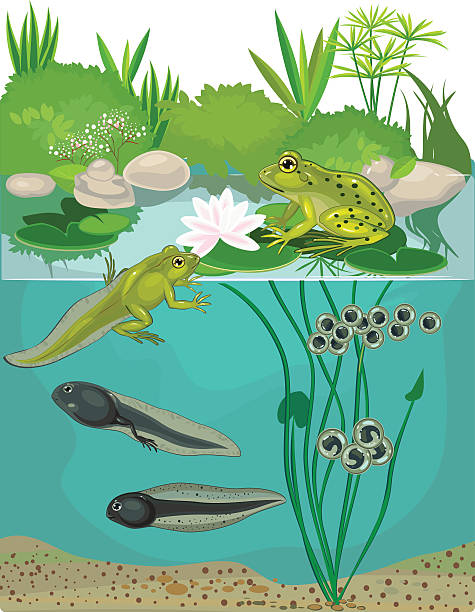 Life cycle of frog Clipart Vector PNG , SVG, EPS, PSD, AI