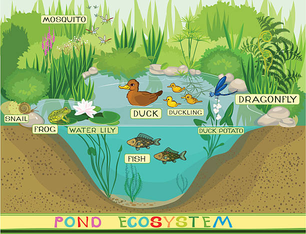 How To Draw Pond Ecosystemdraw Ecosystem Of Pond Yout - vrogue.co How To Draw Pond Ecosystemdraw Ecosystem Of Pond Yout - vrogue.co