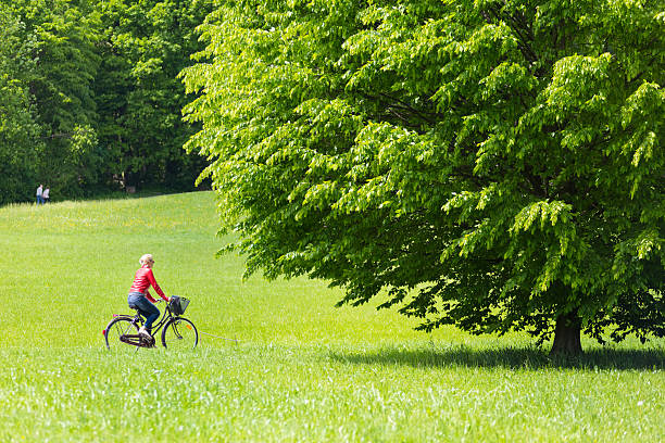 Free Stock Photo of Person Riding Bike Down Tree Lined Road | Download ...