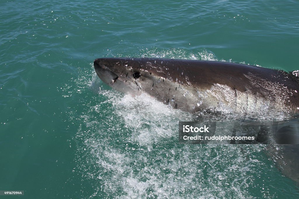 Great White Shark Surfacing Stock Photo - Download Image Now - 2015 ... Great White Shark Surfacing Stock Photo - Download Image Now - 2015 ...