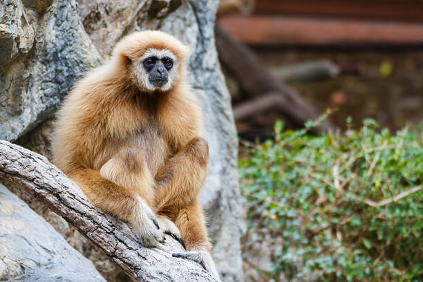 1000+ White Monkey Pictures | Download Free Images on Unsplash