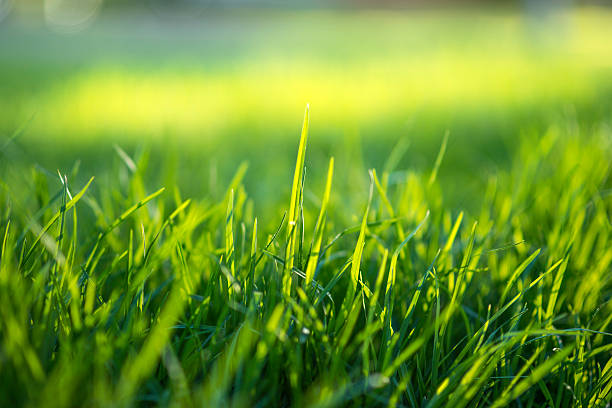 Grass Close Up Pictures | Download Free Images on Unsplash