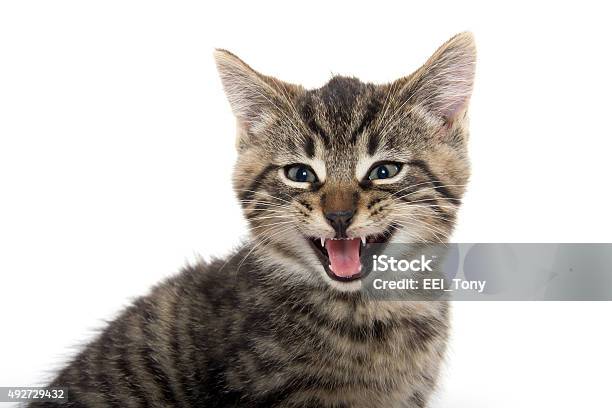 Cute Tabby Kitten Crying On White Stock Photo - Download Image Now ... Cute Tabby Kitten Crying On White Stock Photo - Download Image Now ...