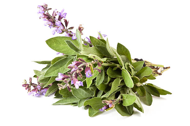 Sage Flower Purple Lip - Free photo on Pixabay