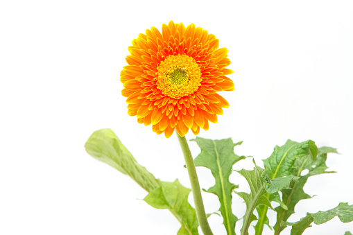 Gerbera 아이리스입니다 흰색 바탕에 흰색 배경 0명에 대한 스톡 사진 및 기타 이미지 0명 2015년 거베라데이지