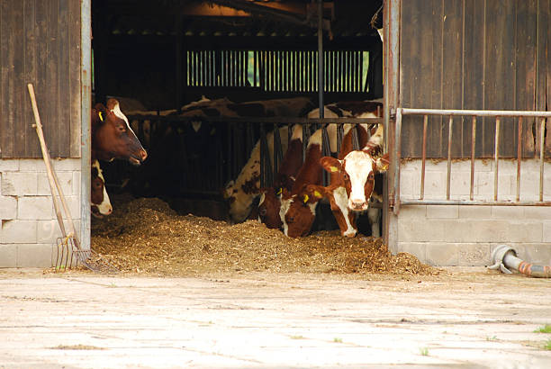 Milch Pictures | Download Free Images on Unsplash