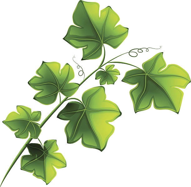 90+ Stomata Background Stock Illustrations, Royalty-Free Vector ... 90+ Stomata Background Stock Illustrations, Royalty-Free Vector ...