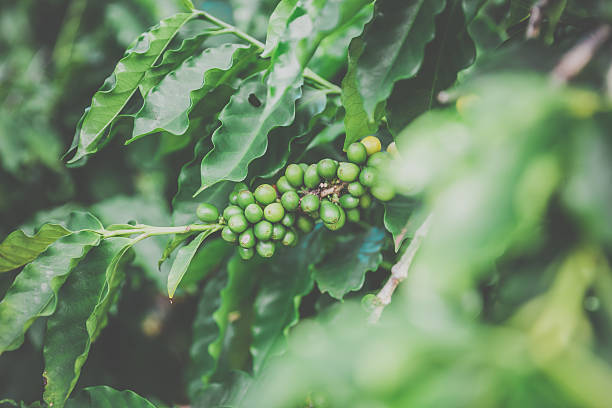 Coffee Tree Pictures | Download Free Images on Unsplash