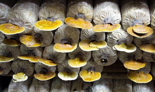 Lingzhi 버섯 Ganoderma Lucidum 공장요 2015년에 대한 스톡 사진 및 기타 이미지 2015년 갈색