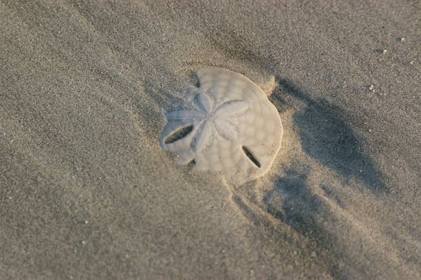 Sand Dollar Pictures | Download Free Images on Unsplash