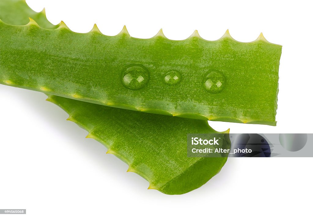 Daun Lidah Buaya Terisolasi Pada Latar Belakang Putih Foto Stok Unduh