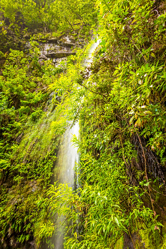 Waterfall And Greenish Forest Landscape Madeira Stock Photo - Download ... Waterfall And Greenish Forest Landscape Madeira Stock Photo - Download ...