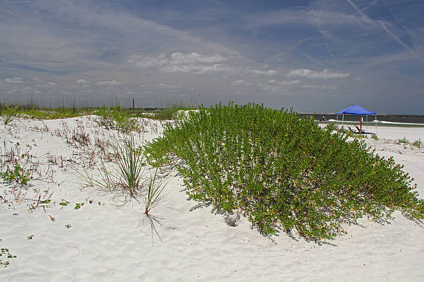 10+ Smyrna Dunes Beach Park Stock Photos, Pictures & Royalty-Free ... 10+ Smyrna Dunes Beach Park Stock Photos, Pictures & Royalty-Free ...
