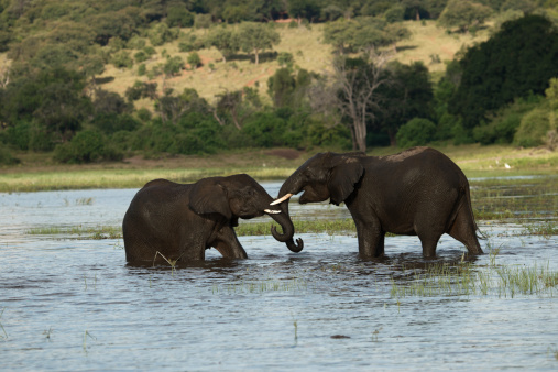 Dua Gajah Saling Menyapa Sungai Chobe Botswana Foto Stok - Unduh Gambar ... Dua Gajah Saling Menyapa Sungai Chobe Botswana Foto Stok - Unduh Gambar ...