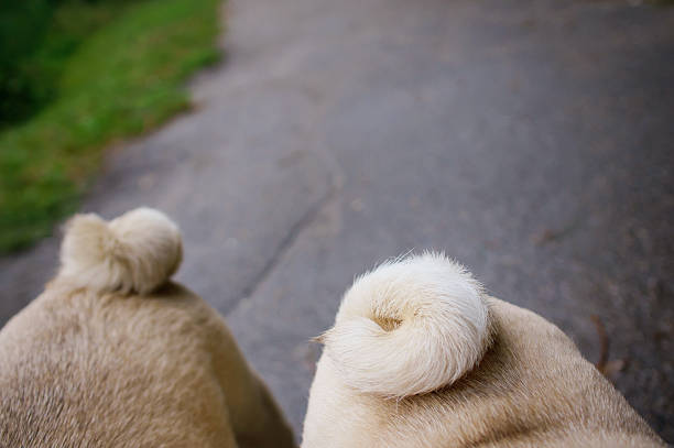 Free Stock Photo of Snarling pug | Download Free Images and Free ...