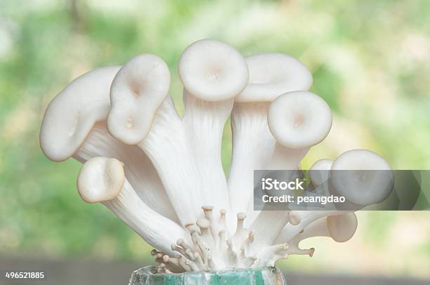 Latar Belakang Jamur Tiram Foto Stok Unduh Gambar Sekarang Alam