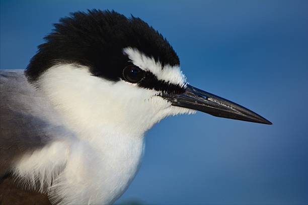 100 Sooty Tern Foto Stok Potret And Gambar Bebas Royalti Istock