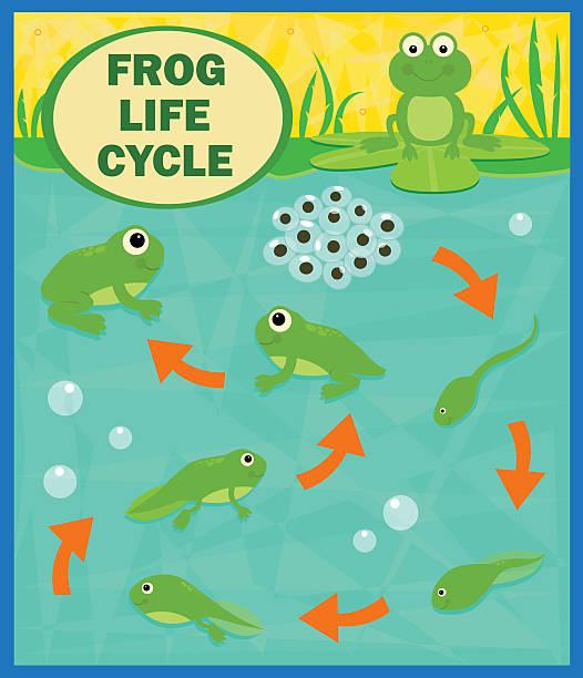Life cycle of frog Clipart Vector PNG , SVG, EPS, PSD, AI